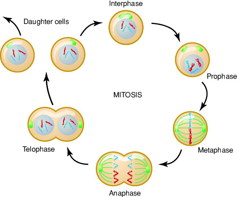 What is mitosis store
